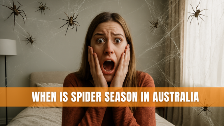 When Is Spider Season in Australia | Everything You Need to Know